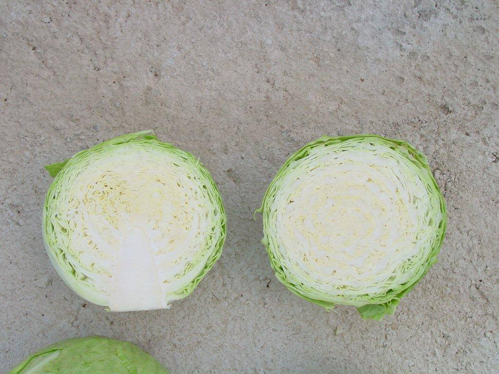 Charmant F1 Cabbage Seeds | Holmes Seed Company