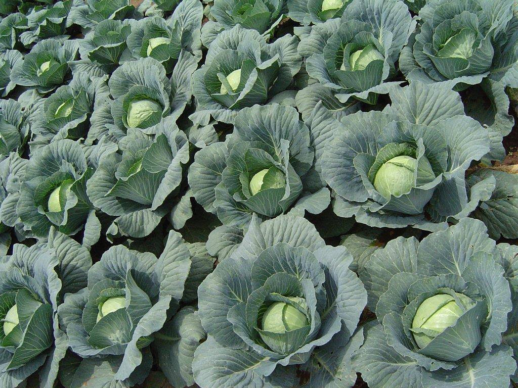 Charmant F1 Cabbage Seeds | Holmes Seed Company