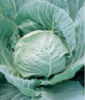 Tropicana F1 Cabbage | Holmes Seed Company