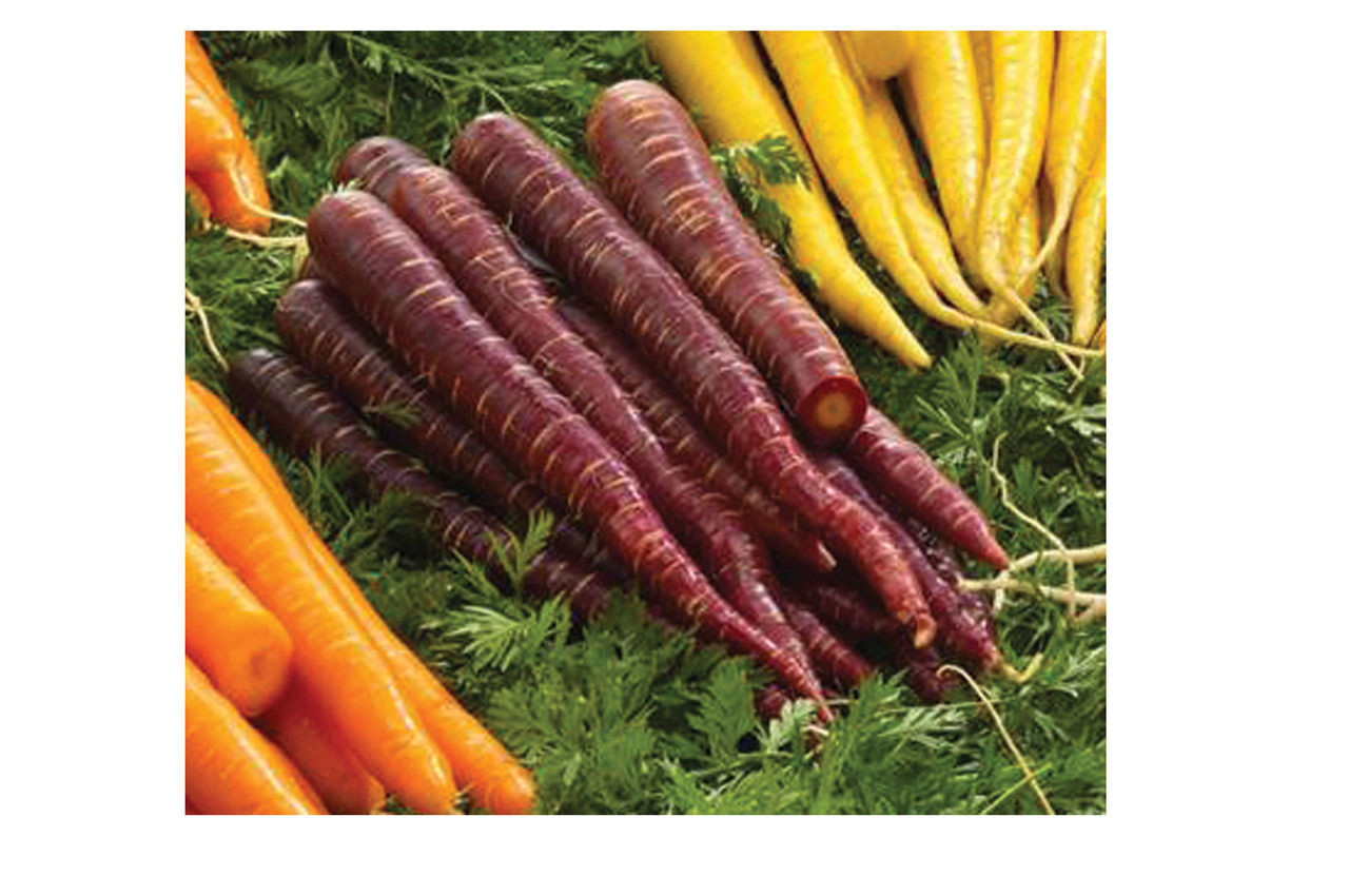Purple Elite F1 Carrot | Holmes Seed Company