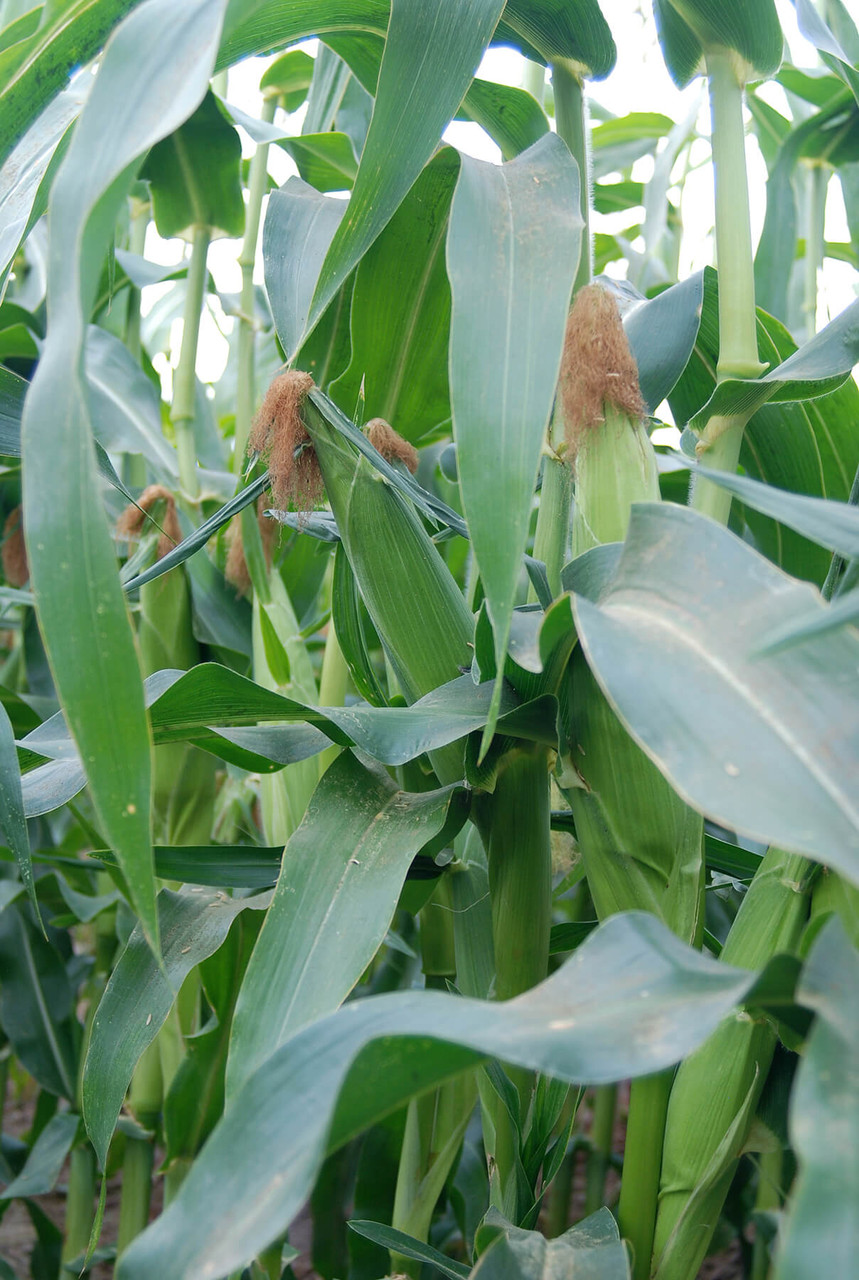 Nectar Sweet Corn Seeds - 78 Relative Days | Holmes Seed Company