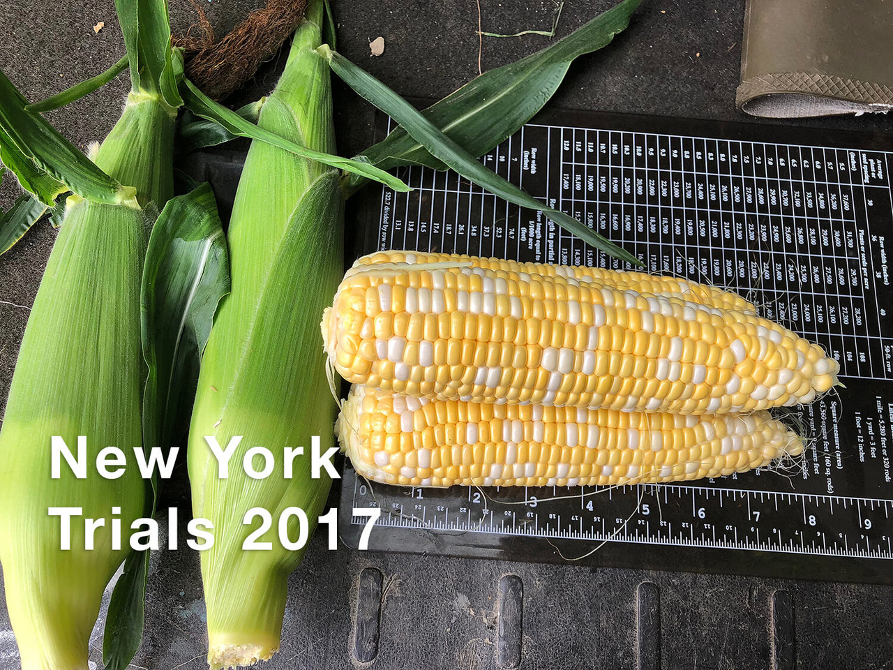 Solstice Sweet Corn Seeds - 70 Relative Days | Holmes Seed Company