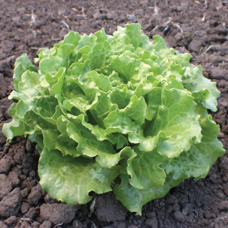 Nevada Lettuce | Holmes Seed Company