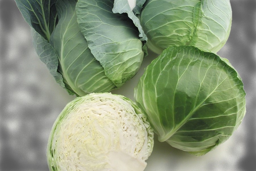 Platinum Dynasty F1 Cabbage Seeds | Holmes Seed Company