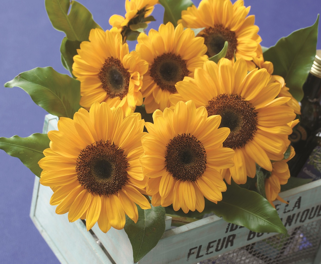 Sunrich Provence Summer F1 Sunflower | Holmes Seed Company
