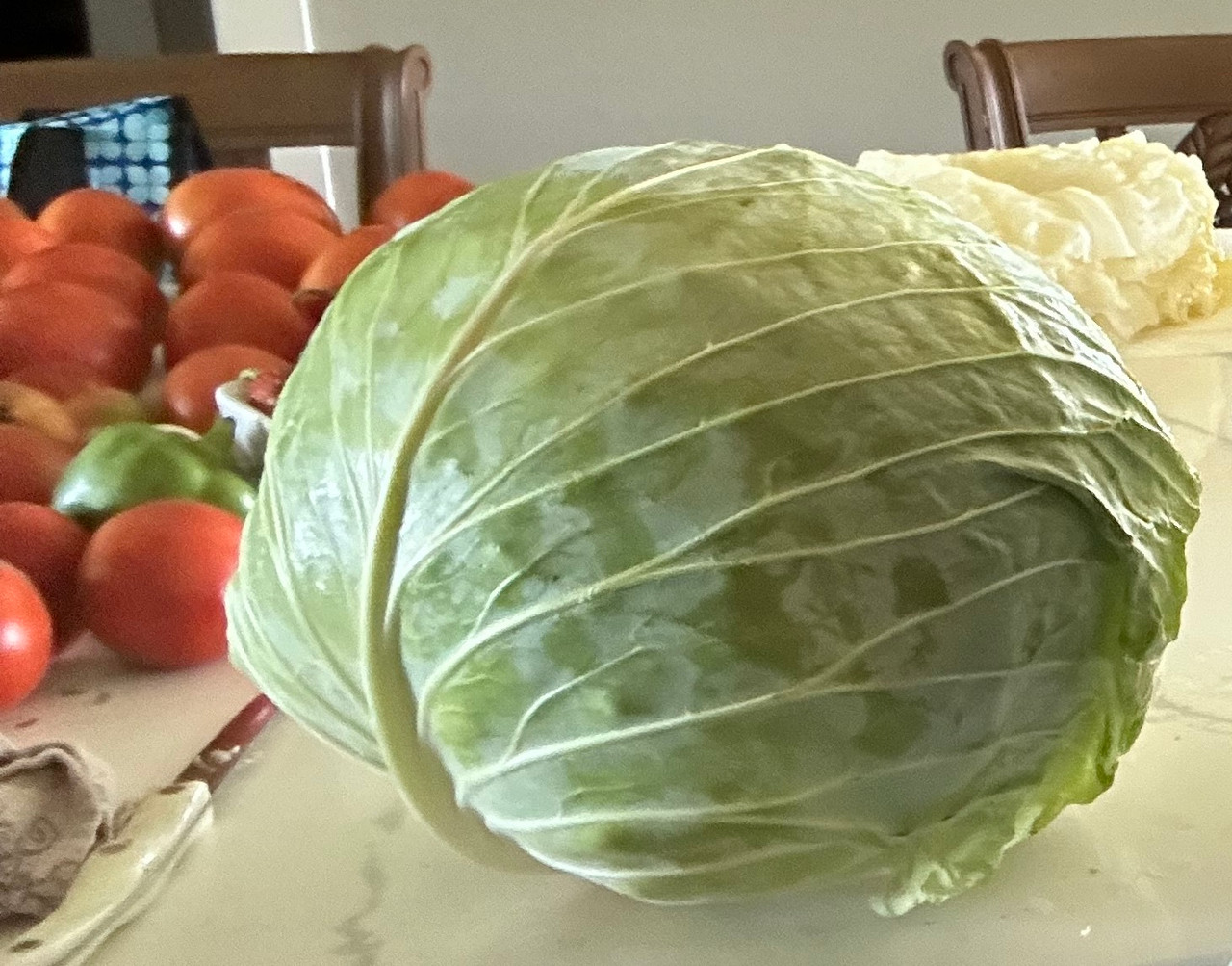 Bravo F1 Cabbage Seeds | Holmes Seed Company