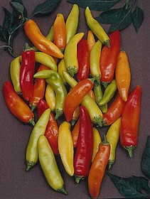 Hungarian Wax (Hot) Pepper Seeds | Holmes Seed Company
