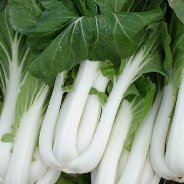 Pak Choi White Stem Chinese Cabbage | Holmes Seed Company