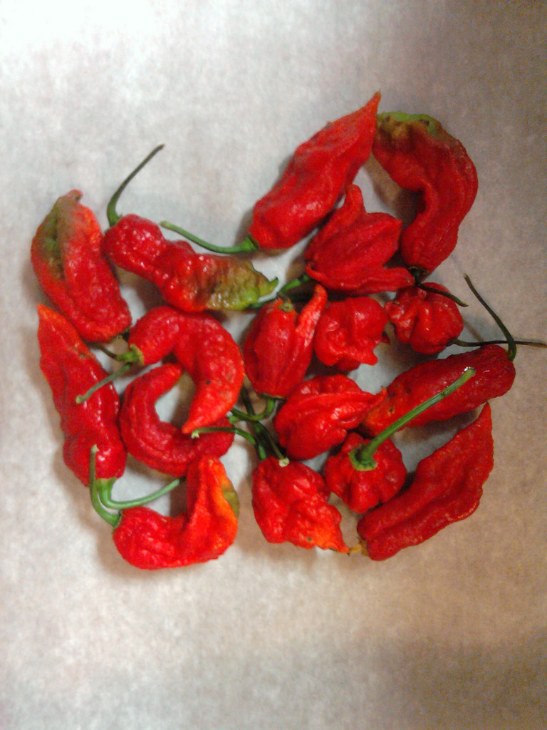 Ghost Pepper (Bhut Jolokia) - Untreated - Holmes Seed Company