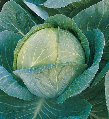 Megaton F1 Cabbage | Holmes Seed Company