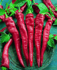 Cayenne Red Large Thick Pepper Seeds | Holmes Seed Company