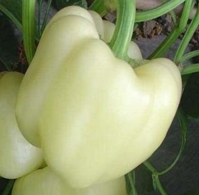 Diamond Bell Pepper Seeds | Holmes Seed Company