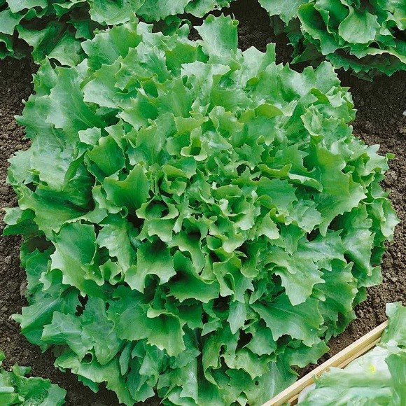 Salad King Endive | Holmes Seed Company