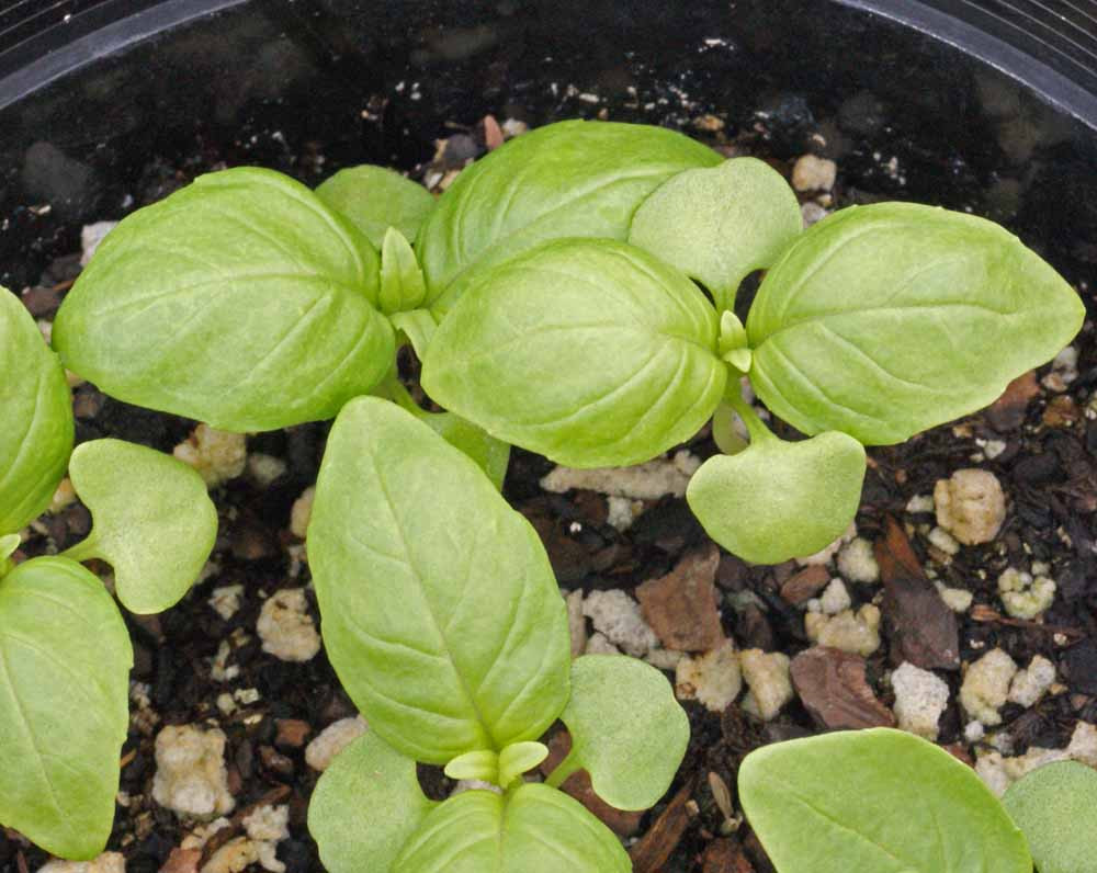 Basil - Sweet (Italian Large Leaf) | Holmes Seed Company