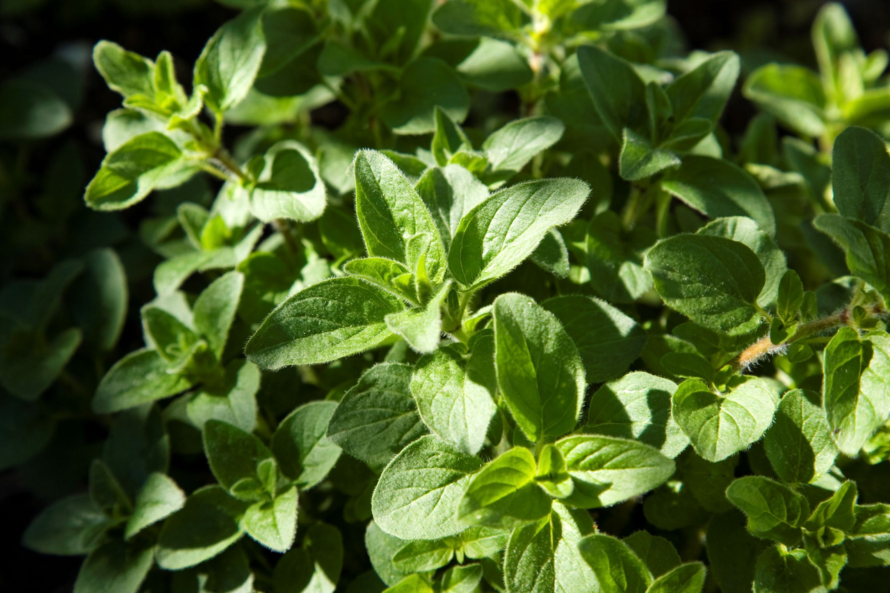 Oregano (Italian) | Holmes Seed Company