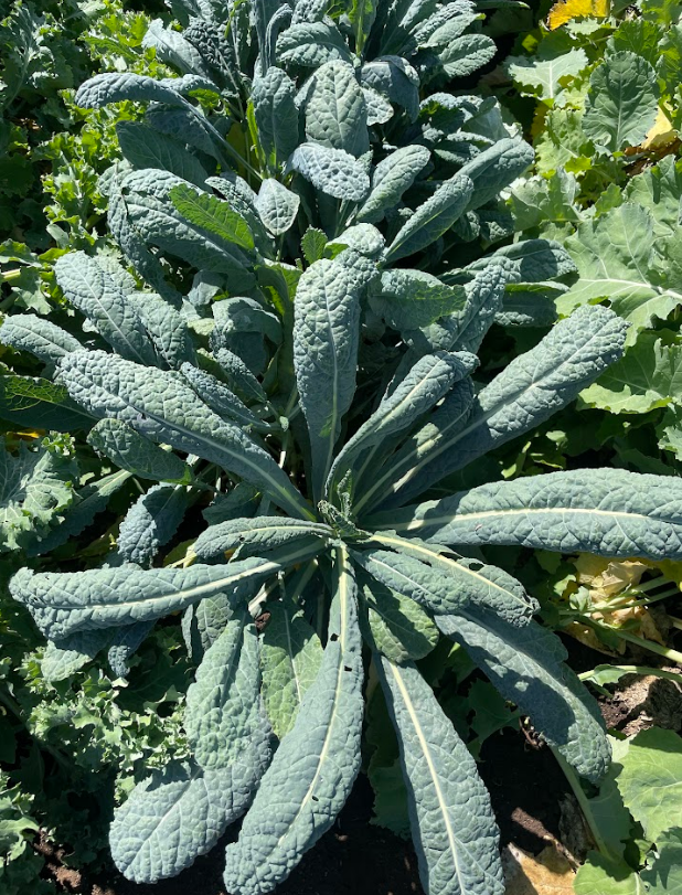 Lacinato Kale | Holmes Seed Company