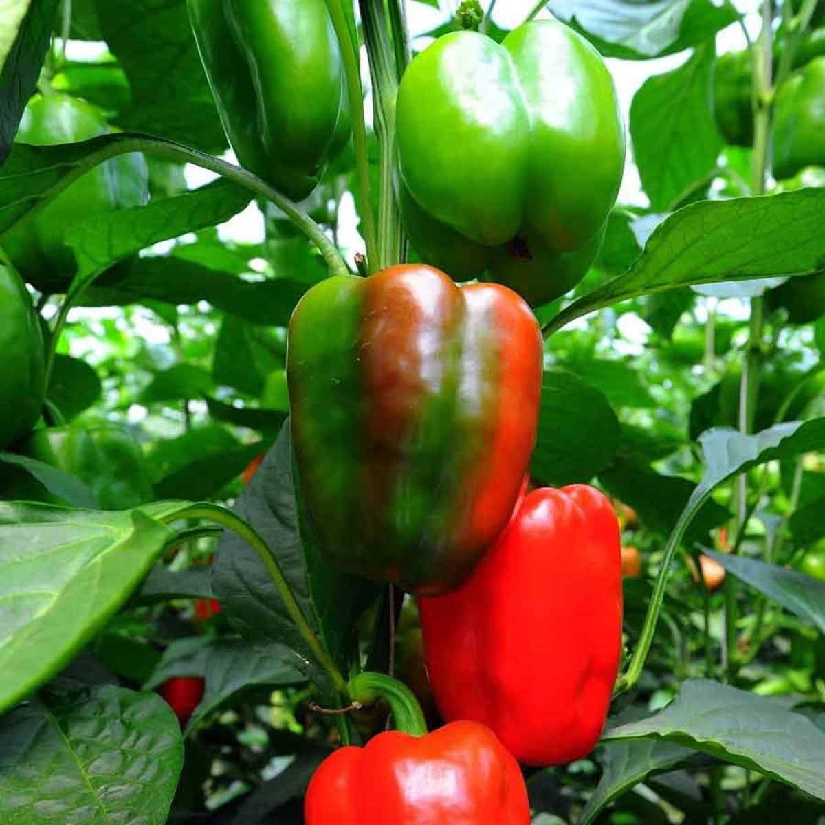 California Wonder Green Pepper