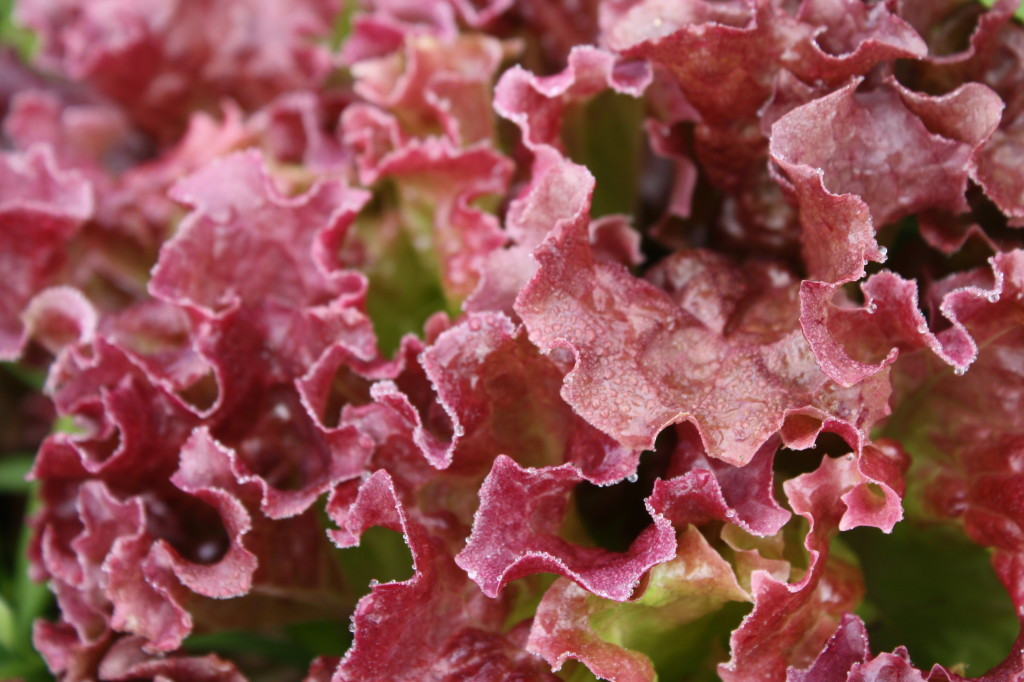 Ruby Lettuce | Holmes Seed Company