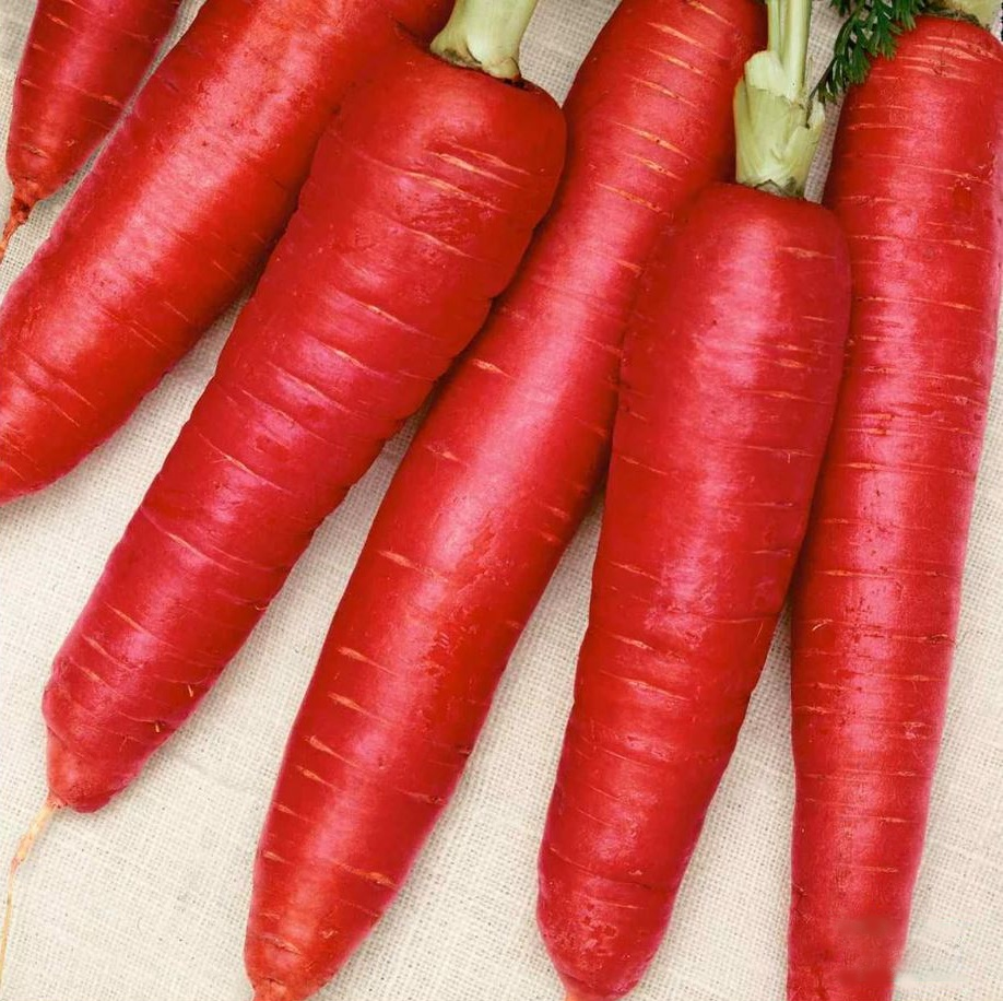 Atomic Red Carrot | Holmes Seed Company