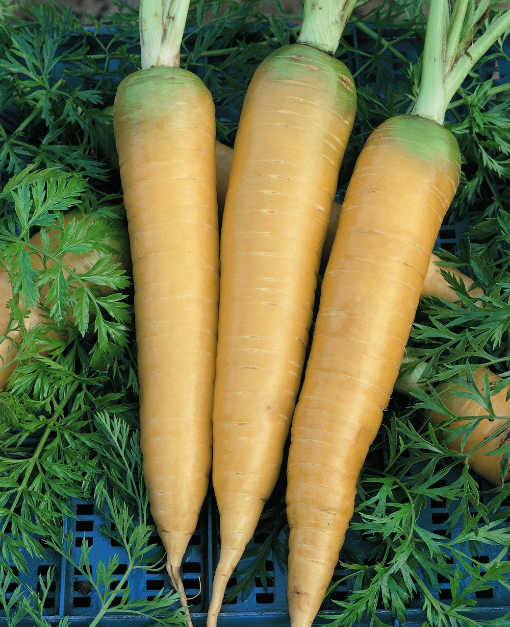 Colored Carrot Combination | Holmes Seed Company