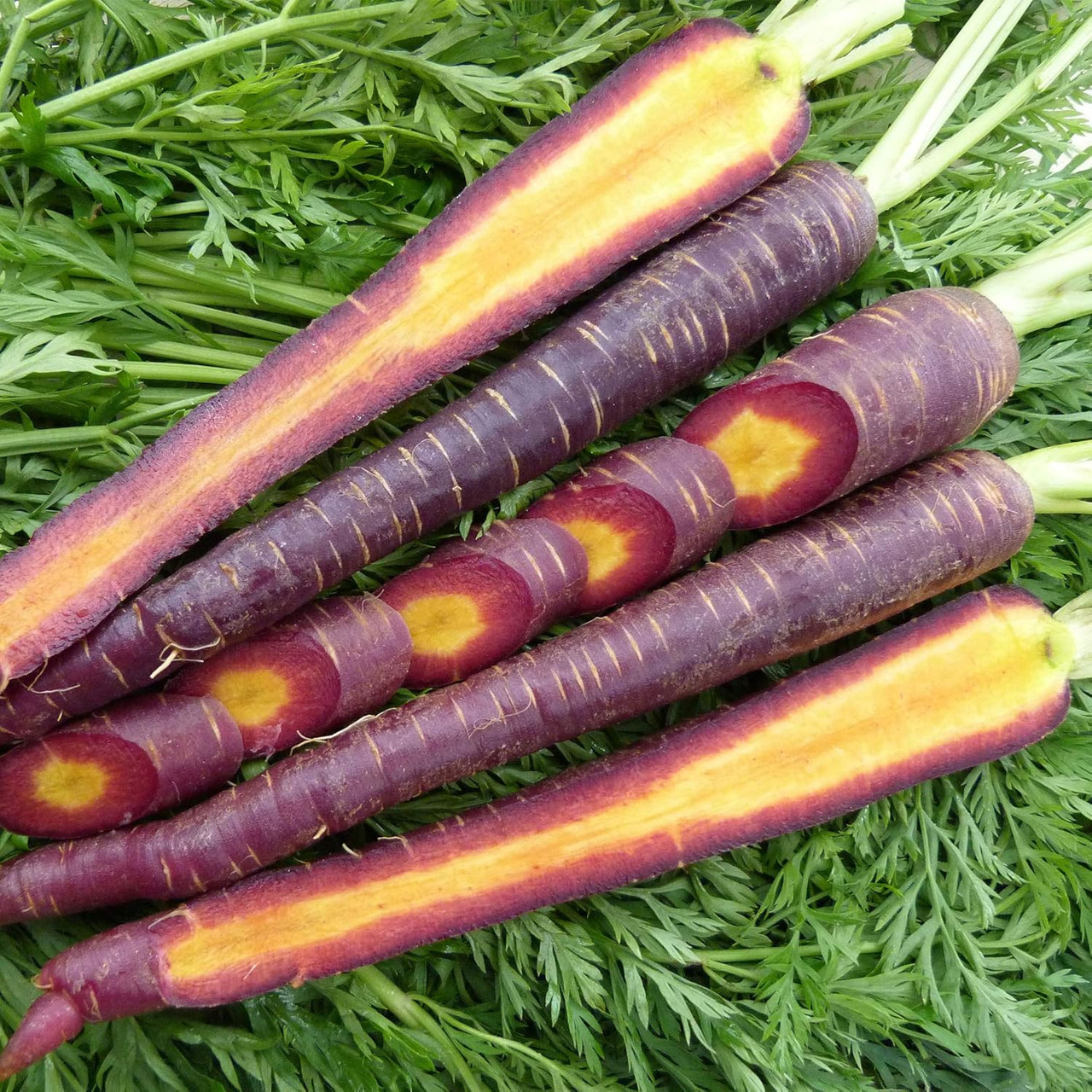 Cosmic Purple Carrot | Holmes Seed Company