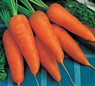 Royal Chantenay - Holmes Seed Company