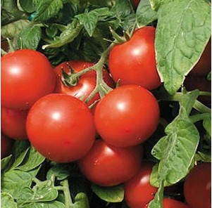 Red Cherry Large Tomato Seeds | Holmes Seed Company