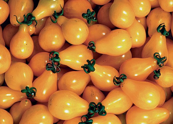 Yellow Pear Tomato Seeds | Holmes Seed Company