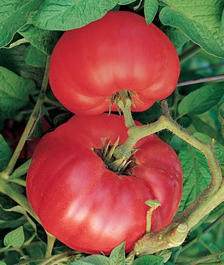 Pink Brandywine Tomato Seeds | Holmes Seed Company