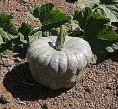 Queensland Blue Ornamental Squash Seeds | Holmes Seed Company