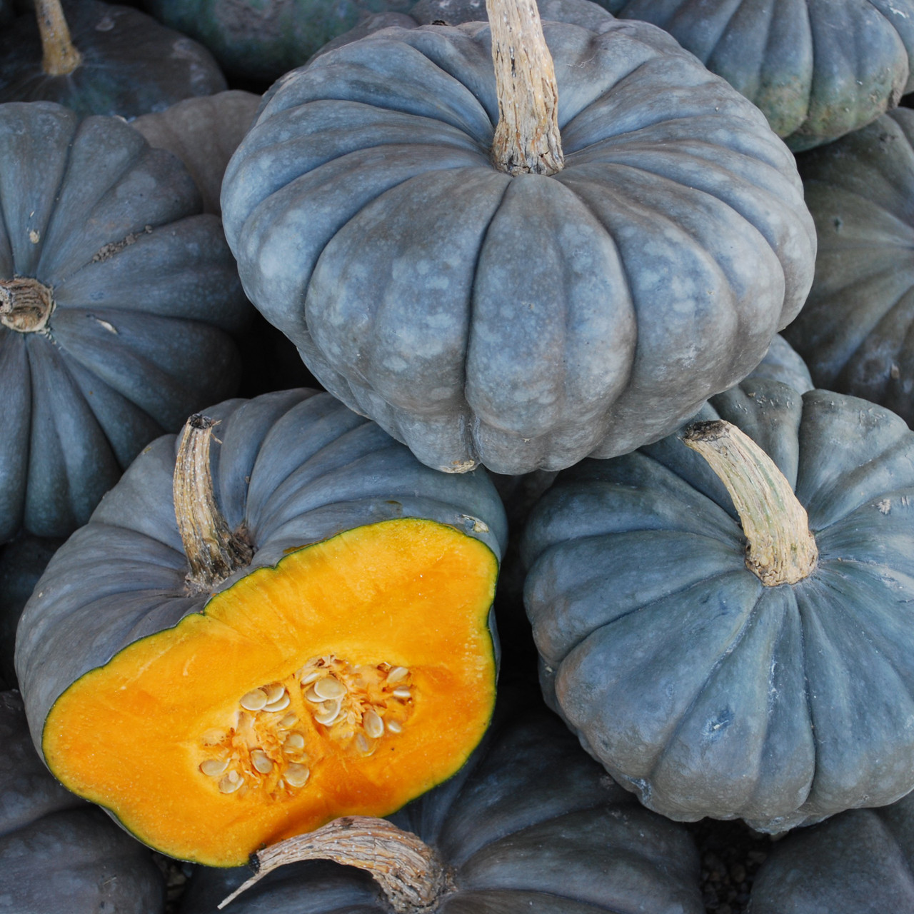 Queensland Blue Ornamental Squash Seeds | Holmes Seed Company
