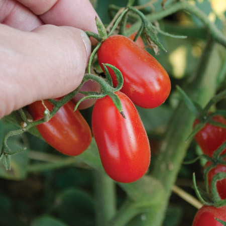 Red Grape Tomato Seeds | Holmes Seed Company