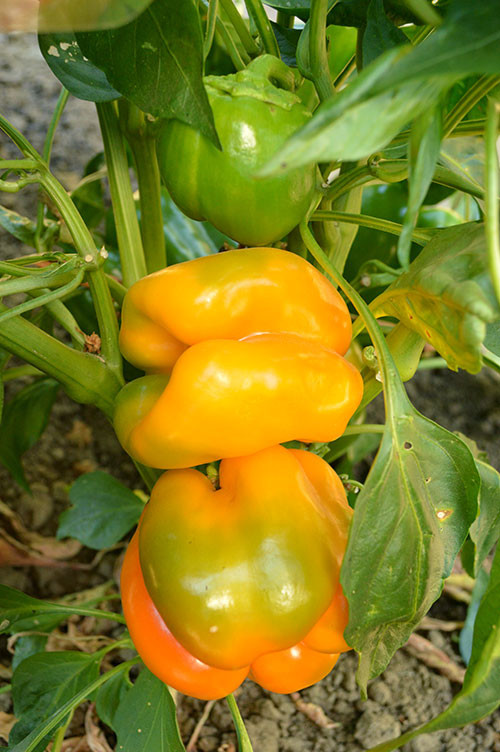 Muscato Bell Pepper Seeds | Holmes Seed Company