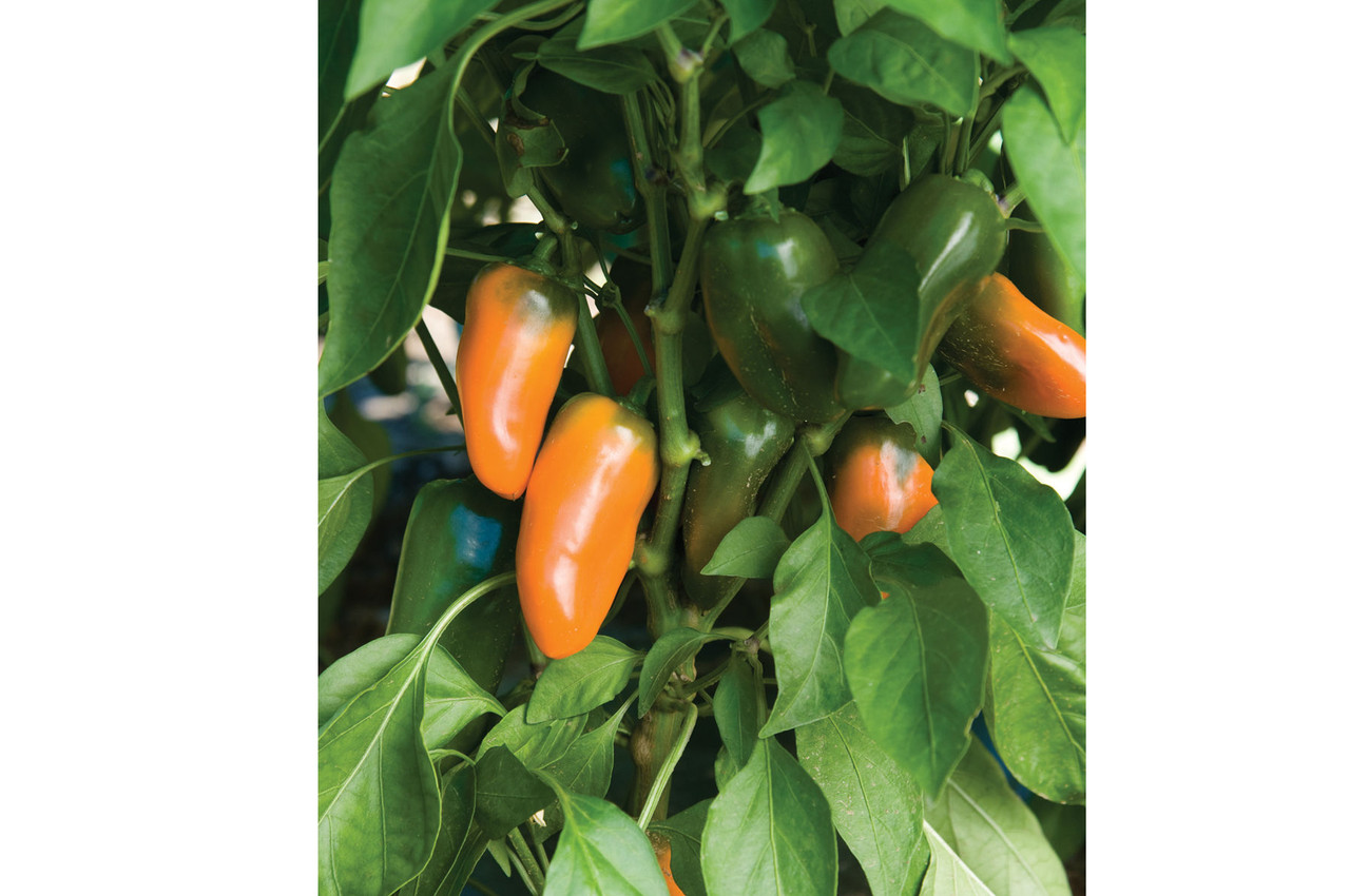 Lunchbox Orange Mini/Snack Pepper Seeds | Holmes Seed Company