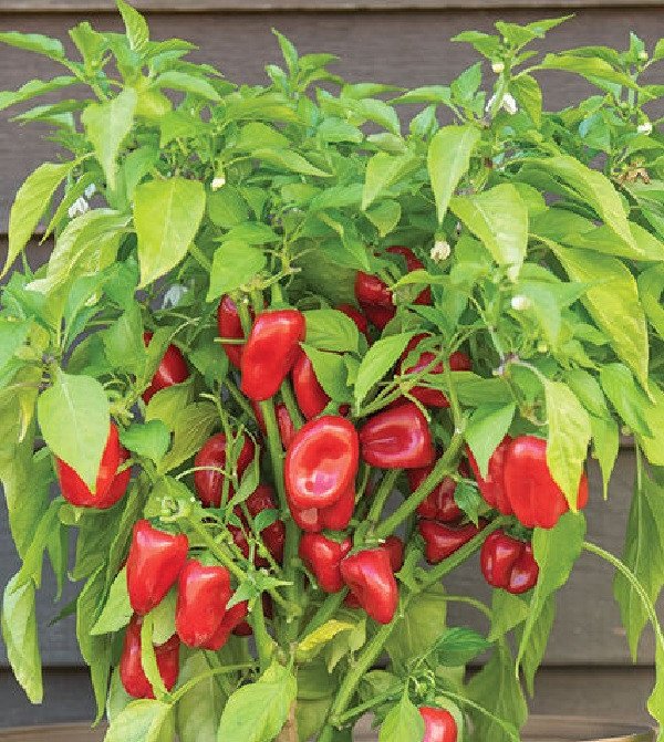 Lunchbox Red Mini/Snack Pepper Seeds | Holmes Seed Company