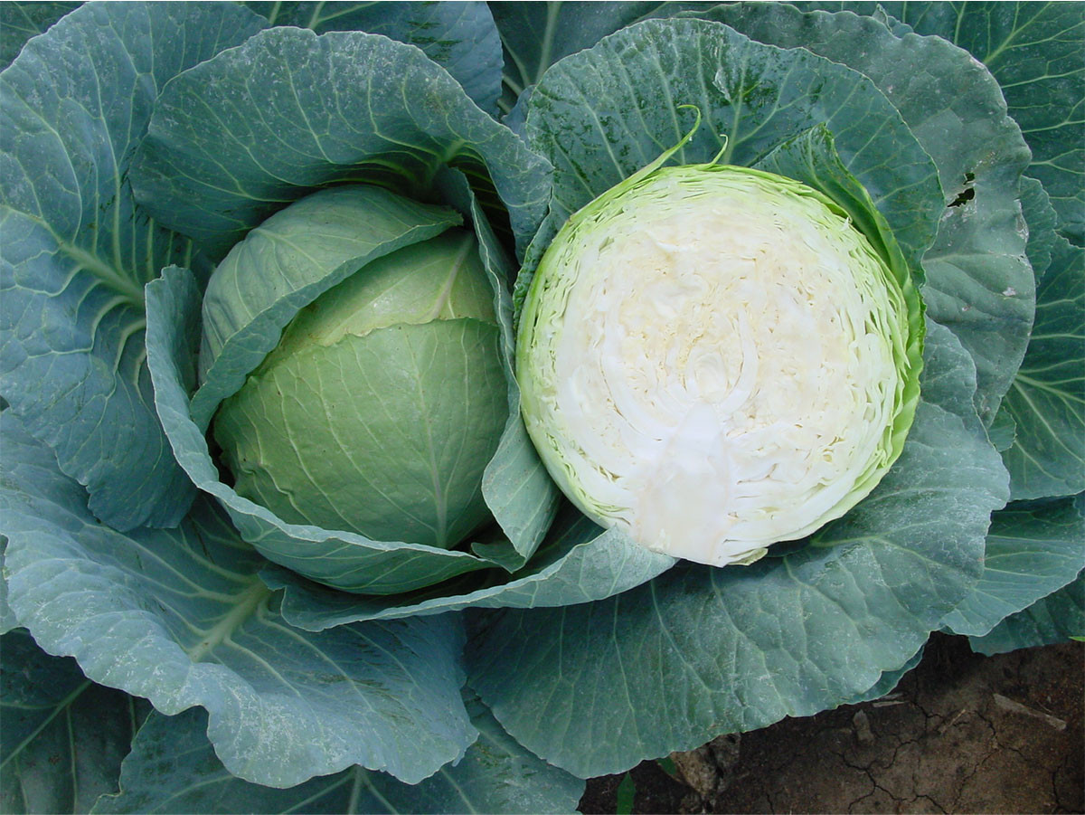 Greenboy F1 Cabbage Seeds | Holmes Seed Company