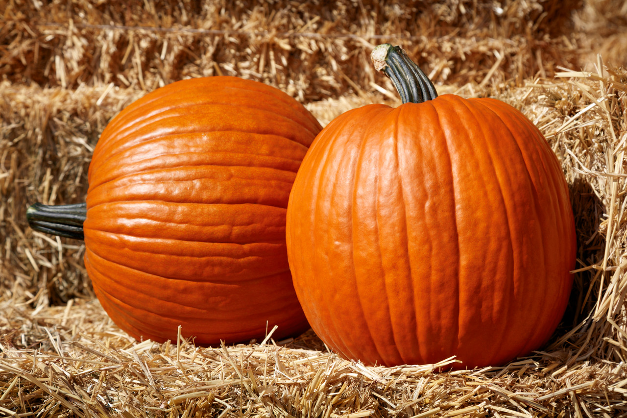 Large Marge Pumpkin Seeds | Holmes Seed Company