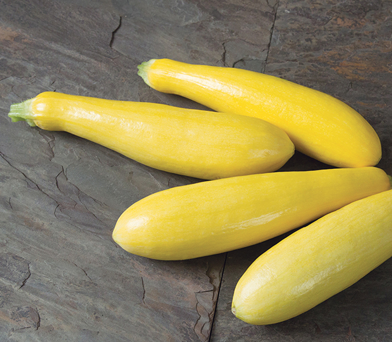 Grandprize Straightneck Squash Seeds | Holmes Seed Company