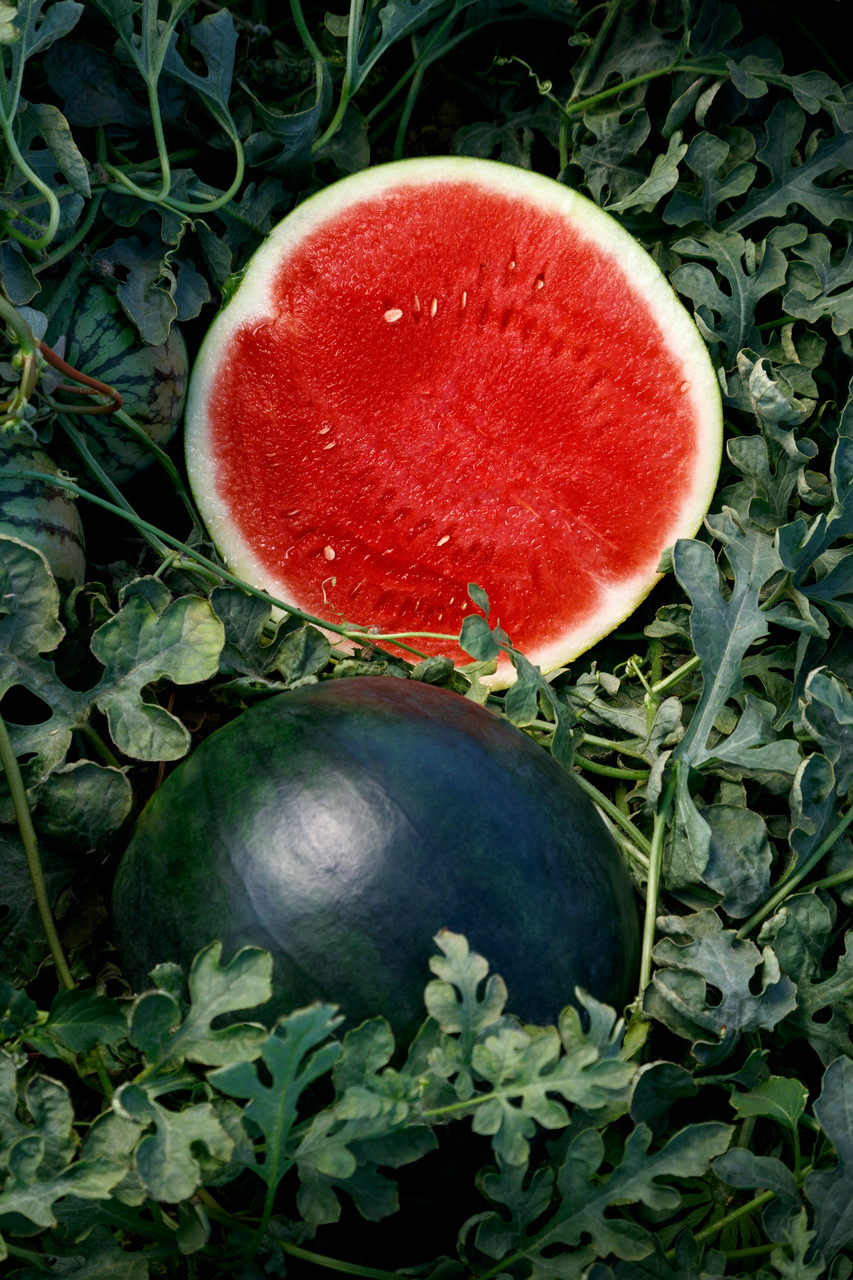 Eclipse F1 Seedless Watermelon | Holmes Seed Company