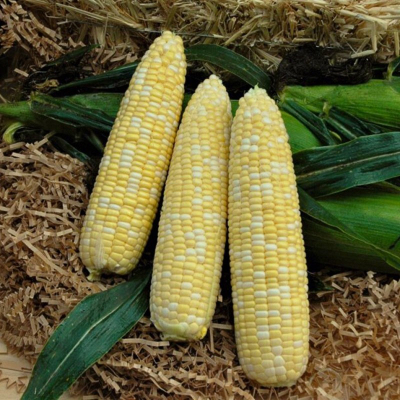 Signature XR Sweet Corn Seeds - 72 Relative Days | Holmes Seed Company