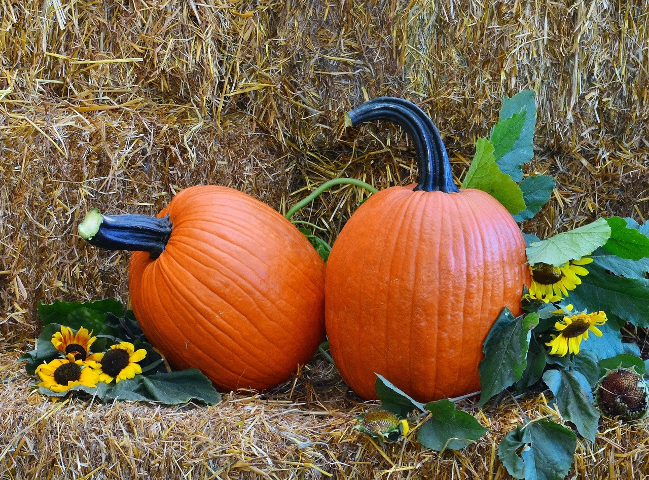 Prudence Untreated Pumpkin Seeds | Holmes Seed Company