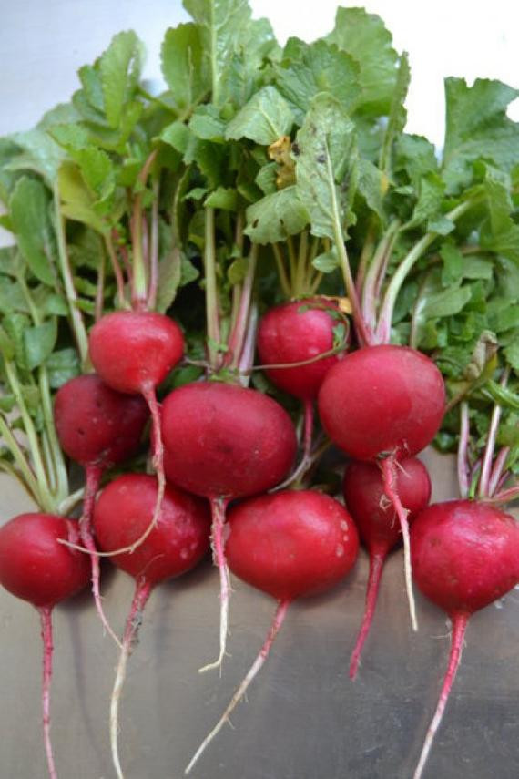 Crimson Giant Radish | Holmes Seed Company