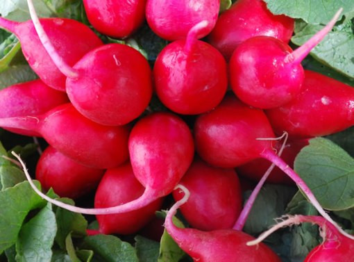 Early Scarlet Globe Radish | Holmes Seed Company