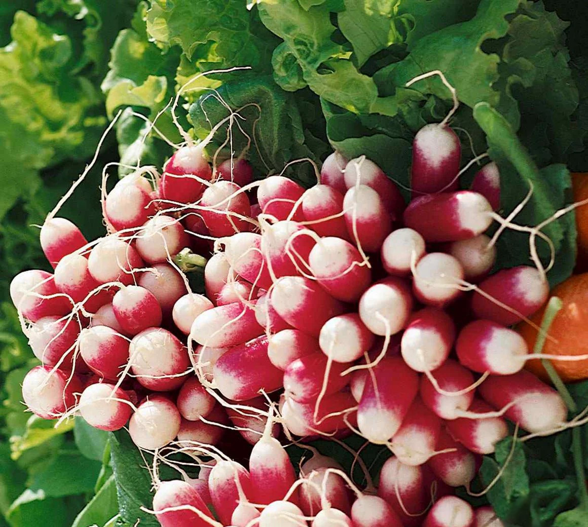 French Breakfast Radish | Holmes Seed Company