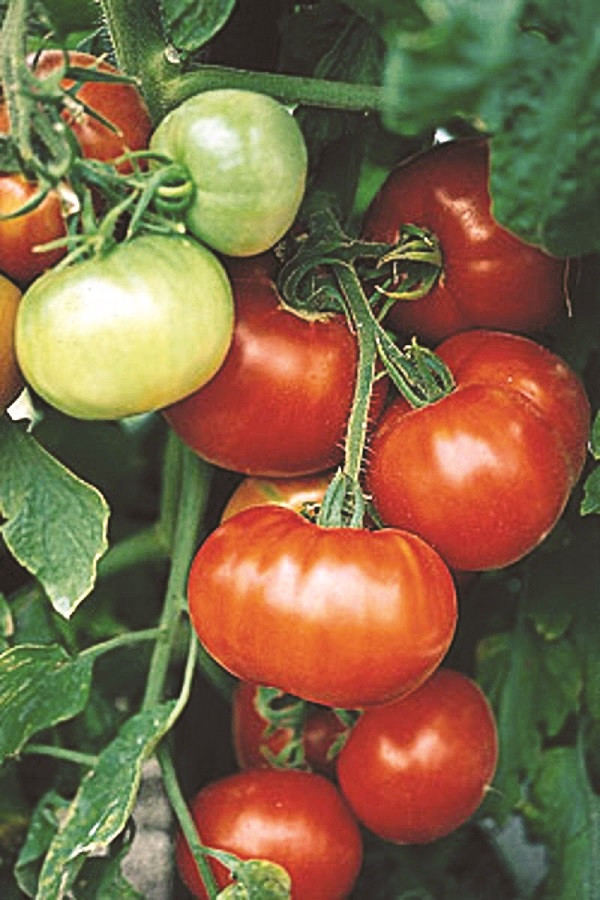 Super Fantastic Tomato Seeds | Holmes Seed Company