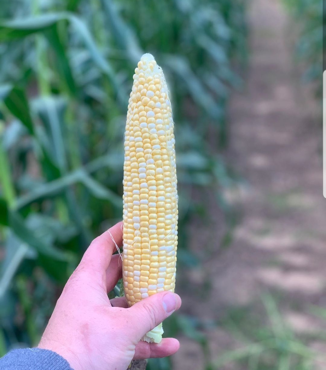 Seminis SV9010SA Performance Series Sweet Corn Seeds - 80 Relative Days ...