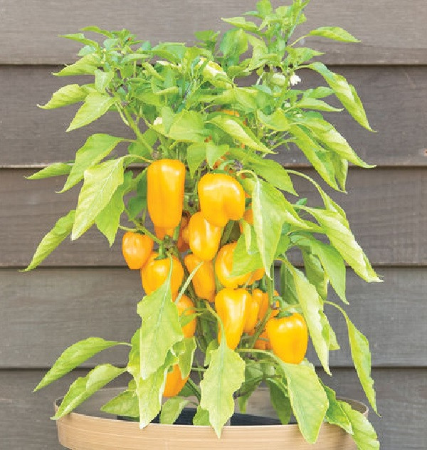 Lunchbox Yellow Mini/Snack Pepper Seeds | Holmes Seed Company