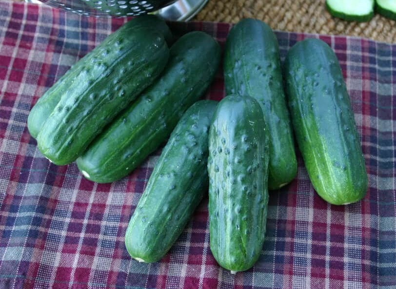 Supremo F1 Cucumber | Holmes Seed Company