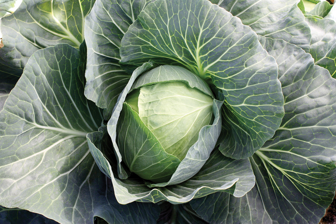 SuperStar F1 Cabbage | Holmes Seed Company