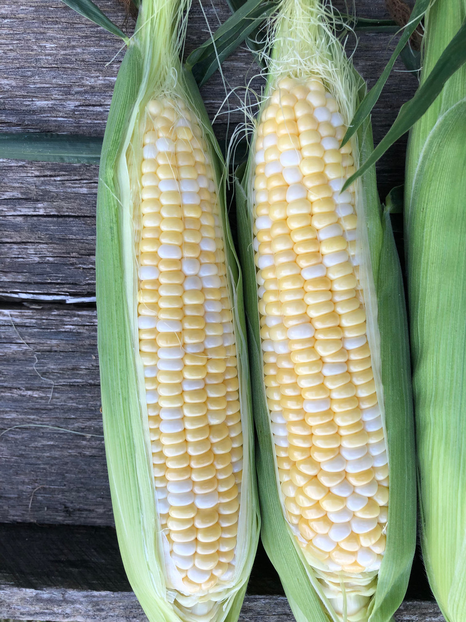 Evolution Sweet Corn Seeds - 72 Relative Days | Holmes Seed Company